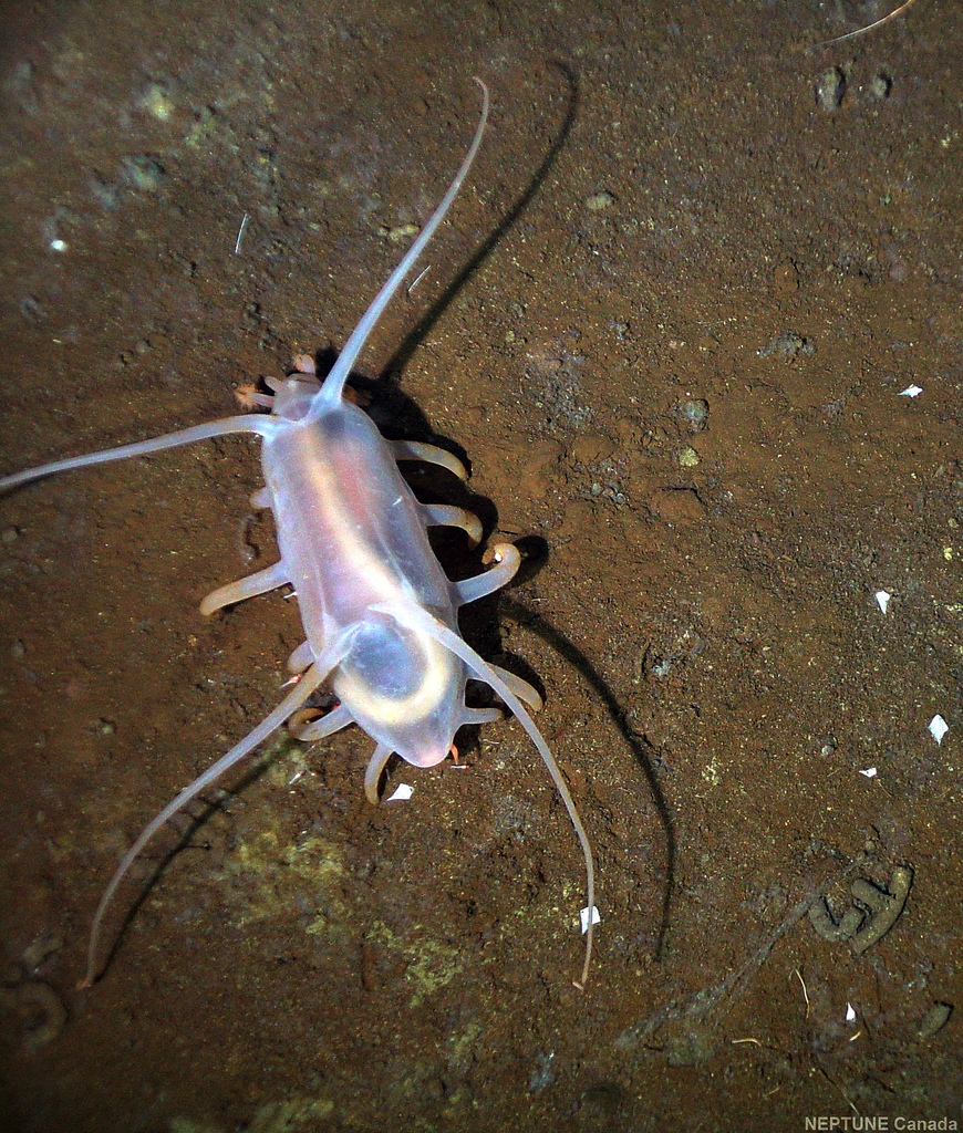 Real Monstrosities: Sea Pig