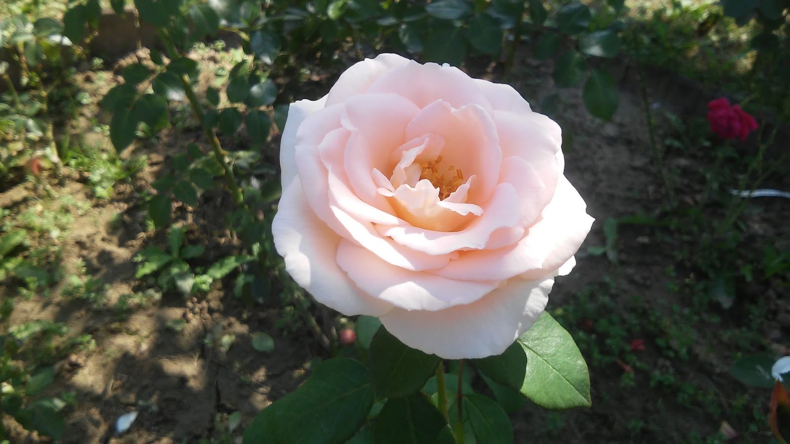 Ranczo Elma: Róża (Rosa) Osiana