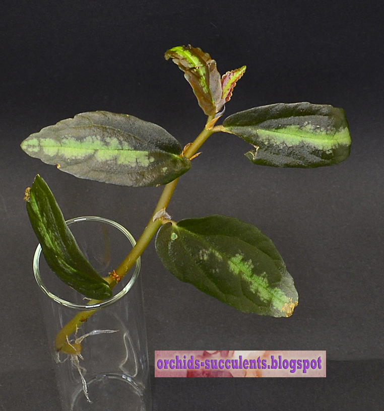 Pellionia repens [Πελιονία η έρπουσα] | Ορχιδέες και Παχύφυτα