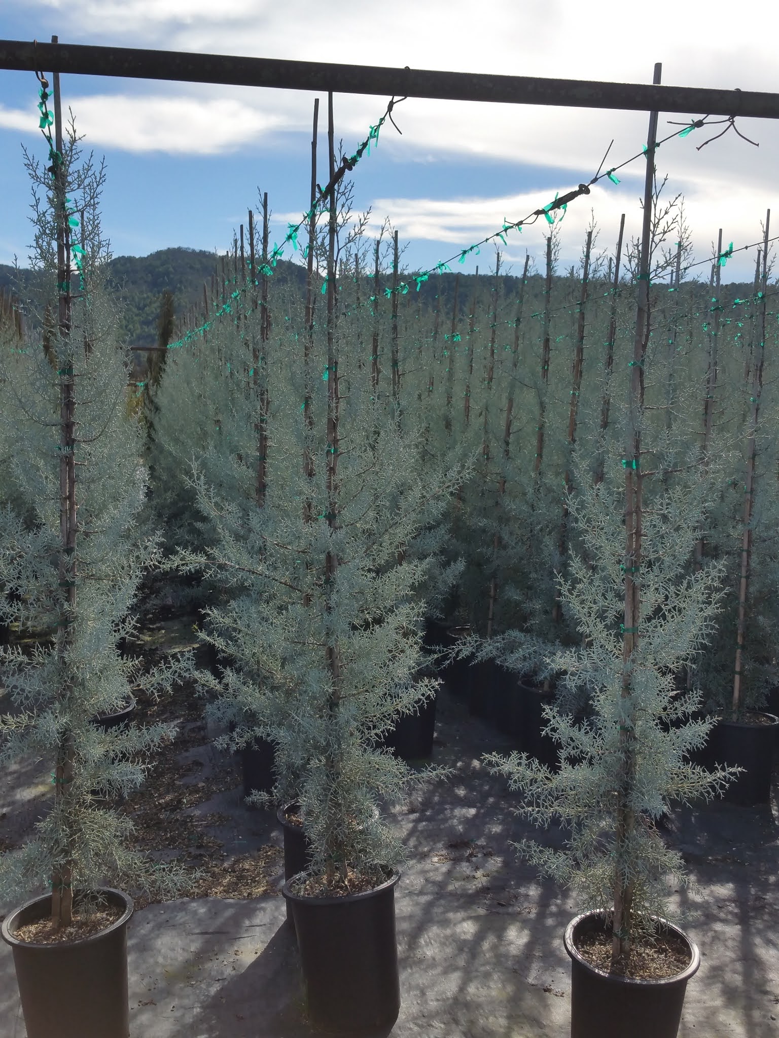 Recent Plant Photos at Western Tree Nursery: Evergreen Trees (Cupressus ...