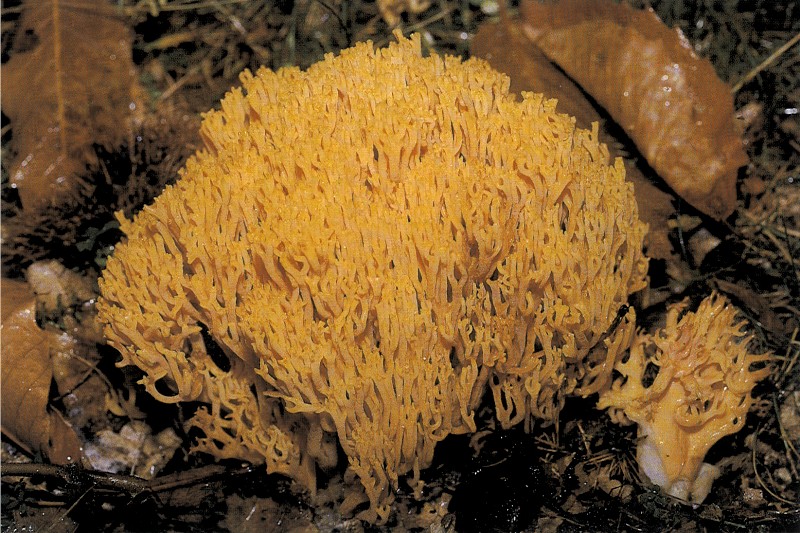 HONGOS DE AMERICA Y OTROS CONTINENTES: FAMILIA RAMARIACEAE EN EL MUNDO