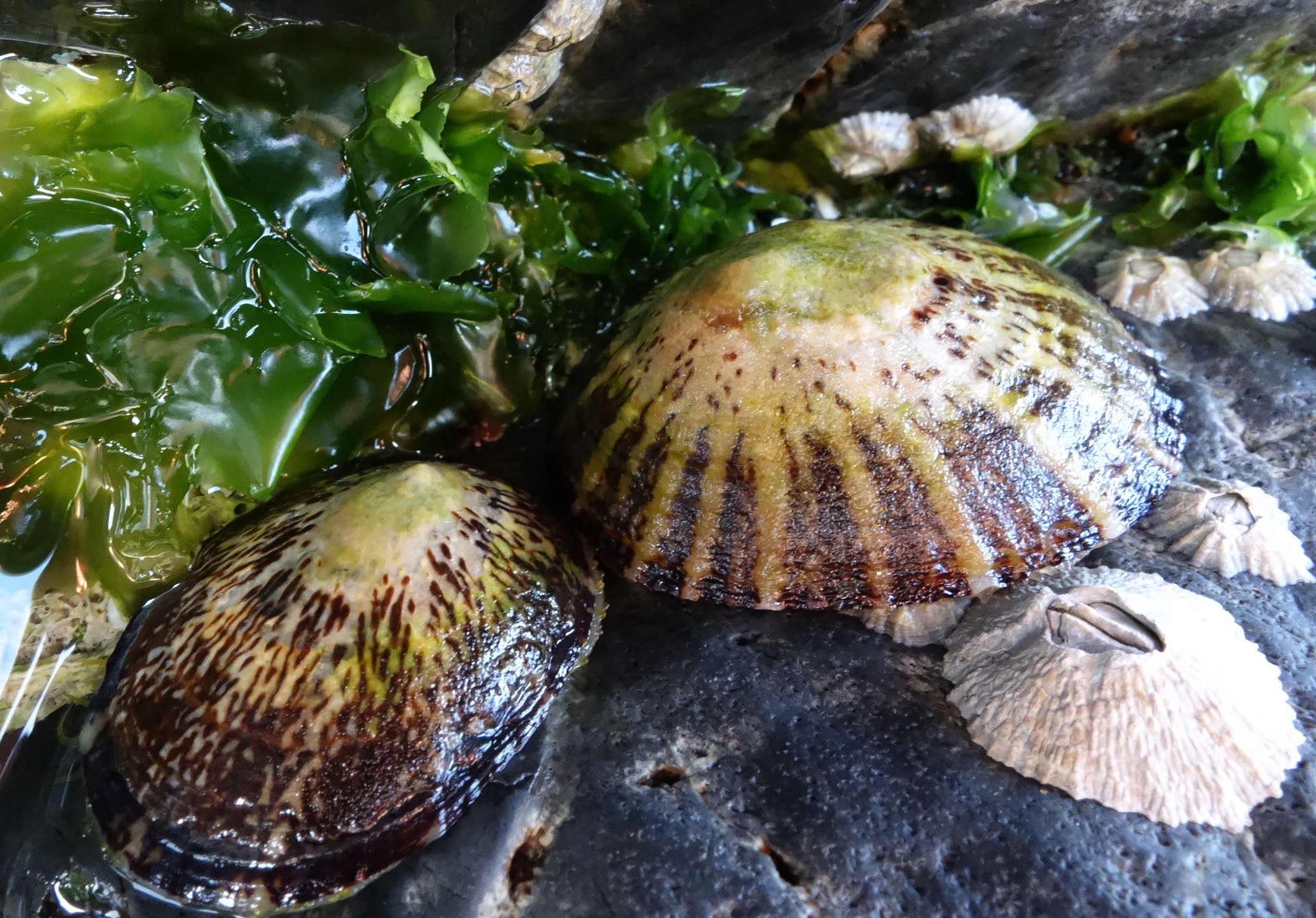 Variety of Life: Cellana