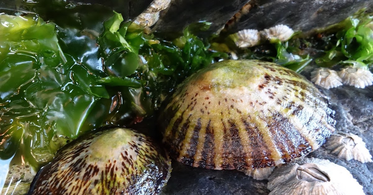 Variety of Life: Cellana