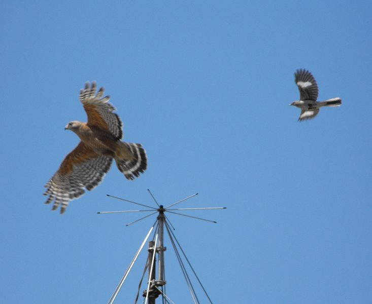 A Blog From The Bog: Northern Mockingbird Part 2-Defender of Hearth and ...