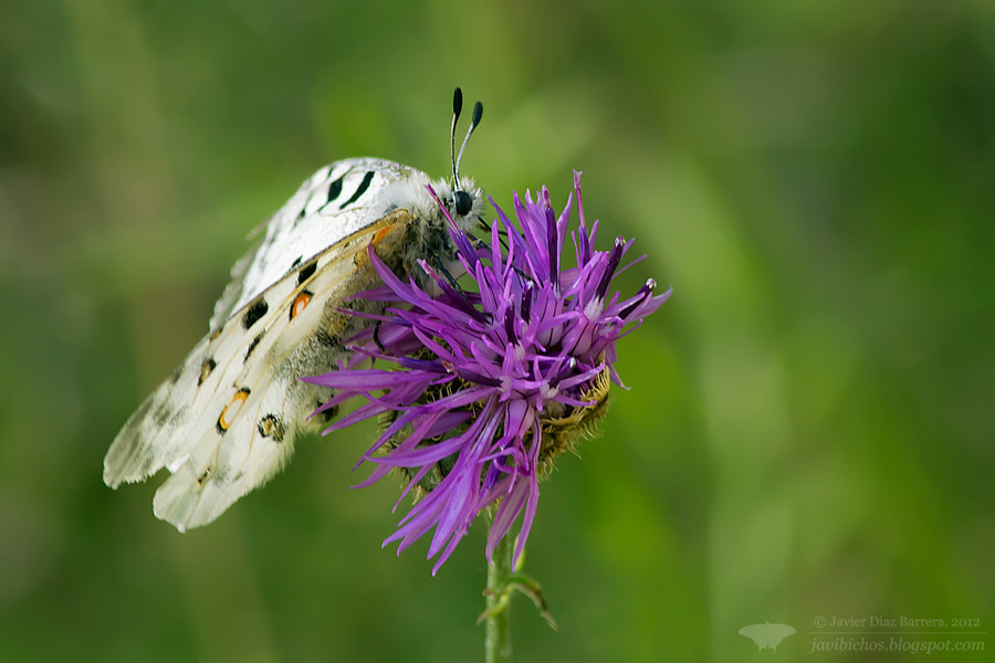 Bichos y plantas de León: Apolo