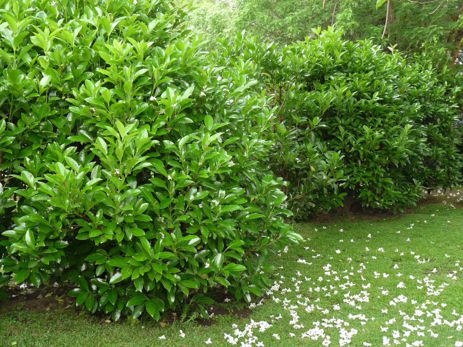 En el jardin: Viburnum: un género para tener en cuenta