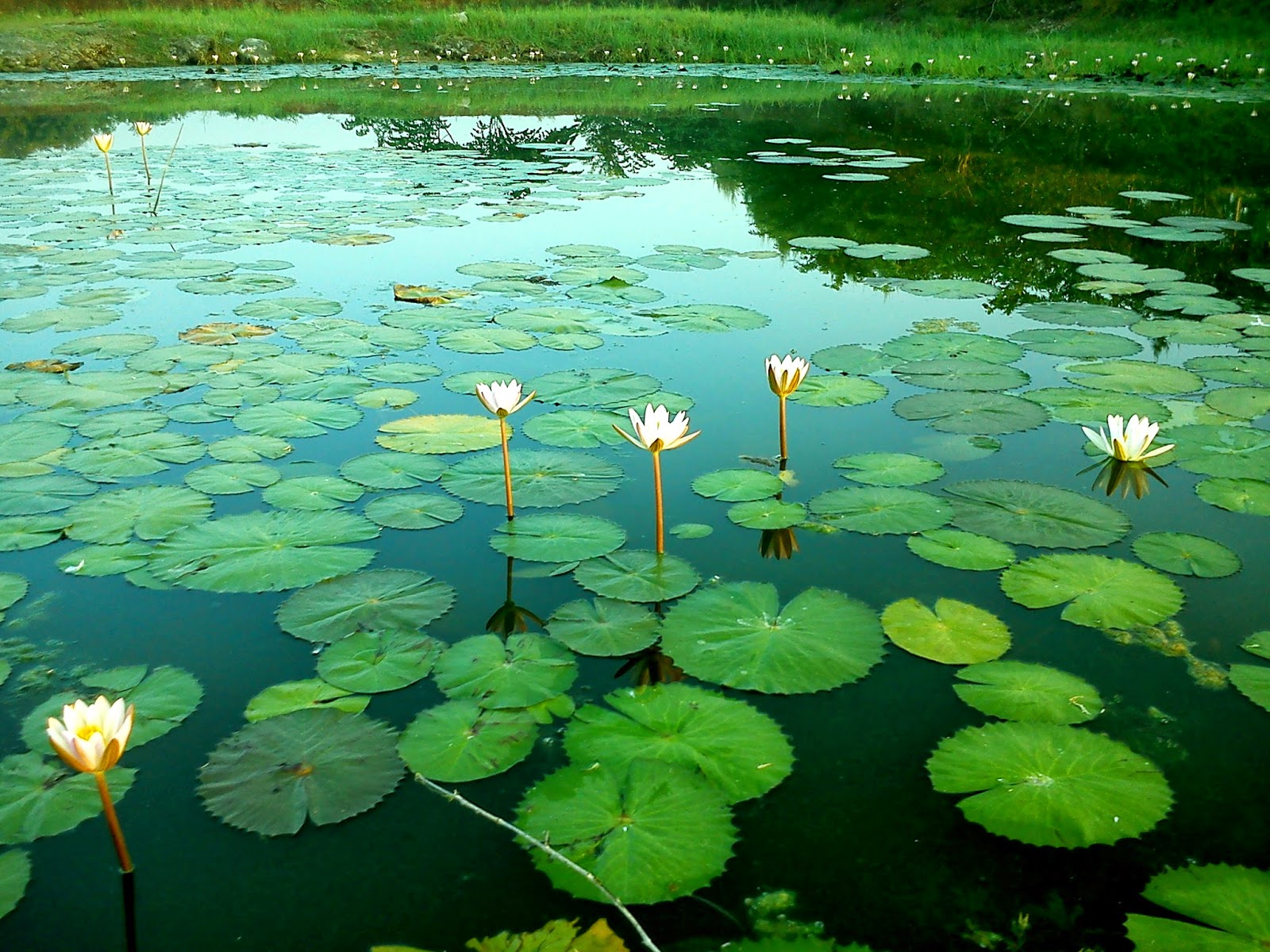 Arachalur: Vellode Paravaigal Saranayalam