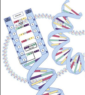 Prokaryotic genome organization |Genetic Engineering Info