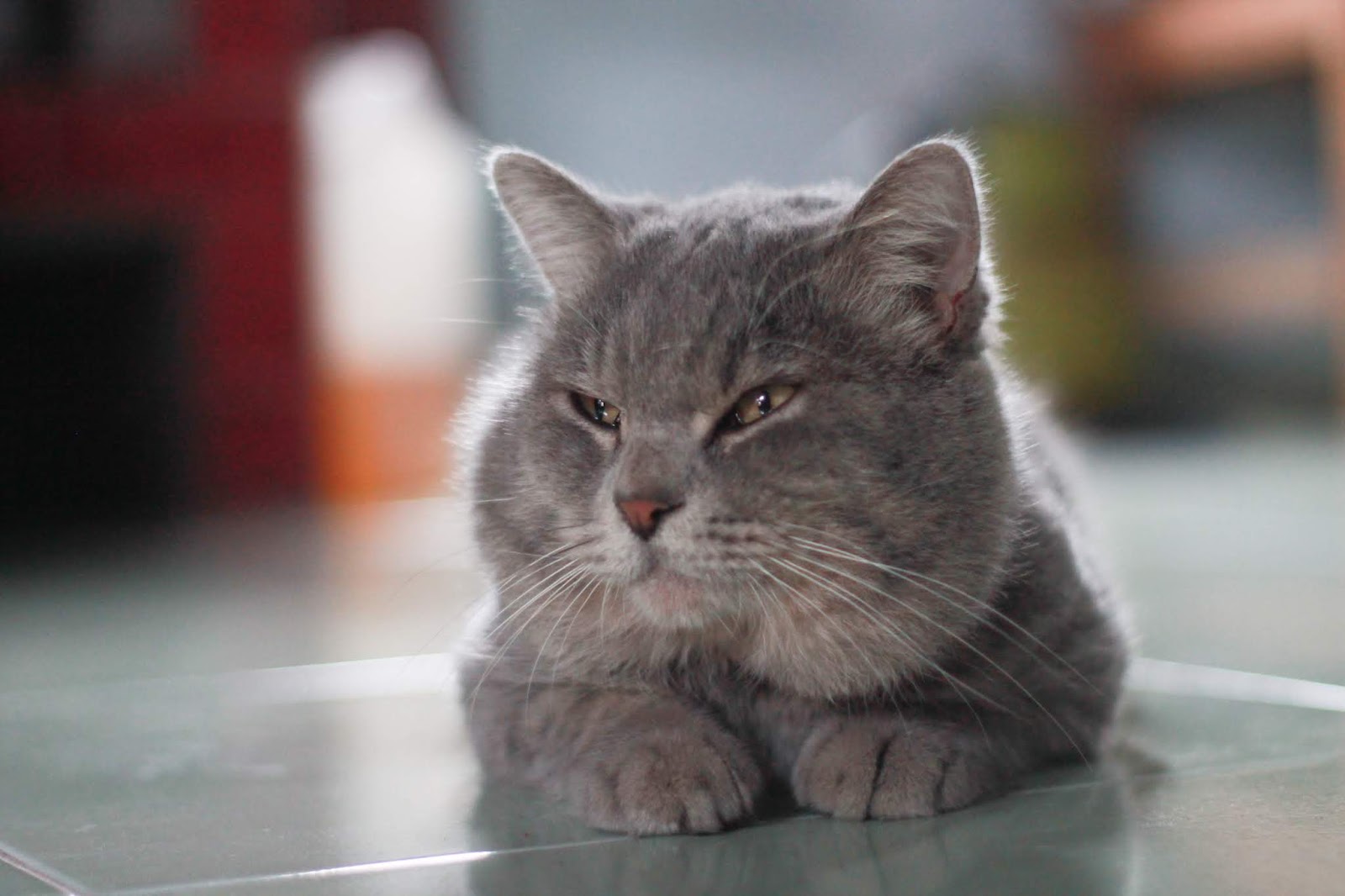 FUS Pada Kucing dan Kematian Pomilo - silviananoerita