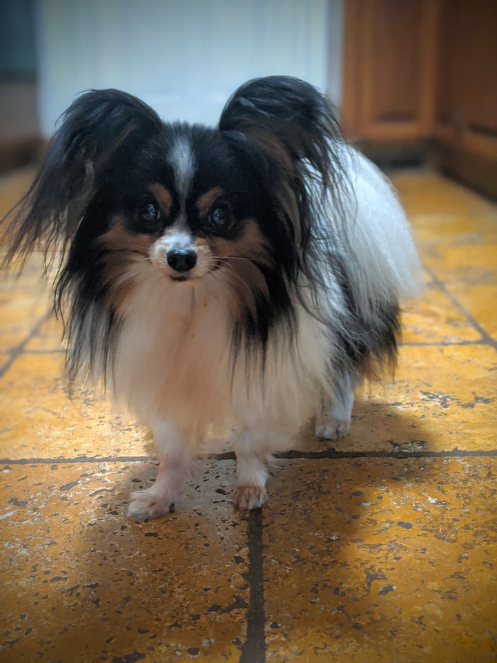 Road's End Papillons : Available Retired Papillon