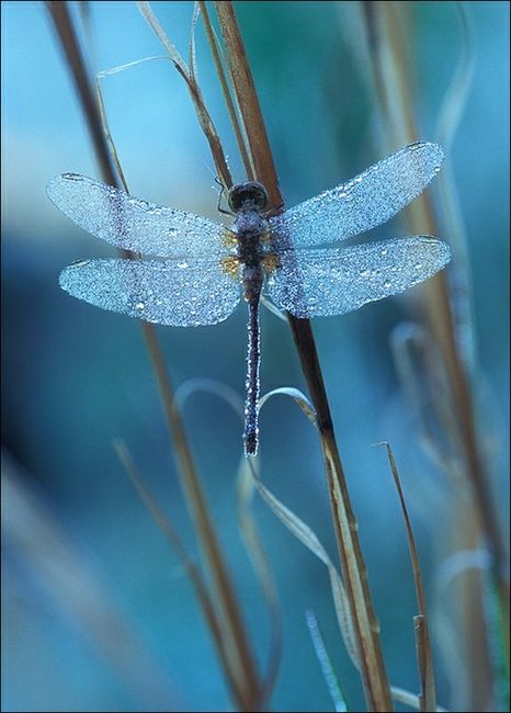Southern Grace: Dragonfly Story
