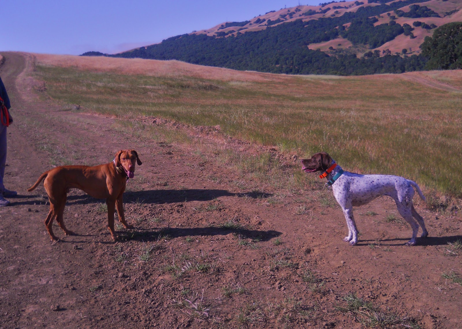redbirddog - a hungarian pointer (vizsla) blog: The Braques Francais ...