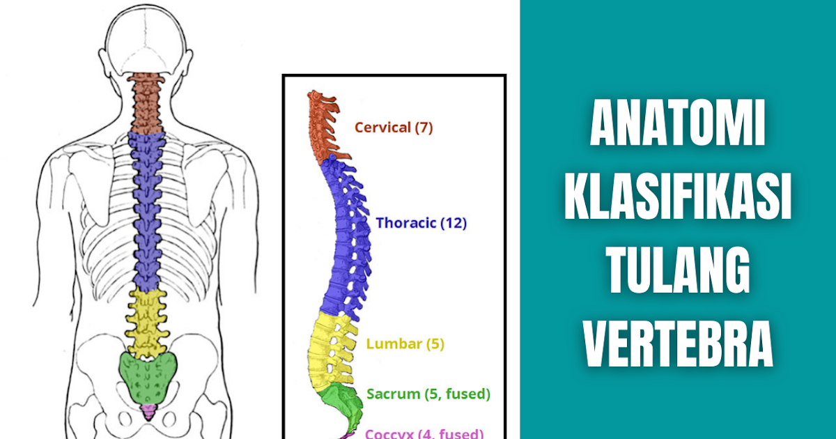 Anatomi Klasifikasi Tulang Vertebra Manusia - Anatomi Tutorial