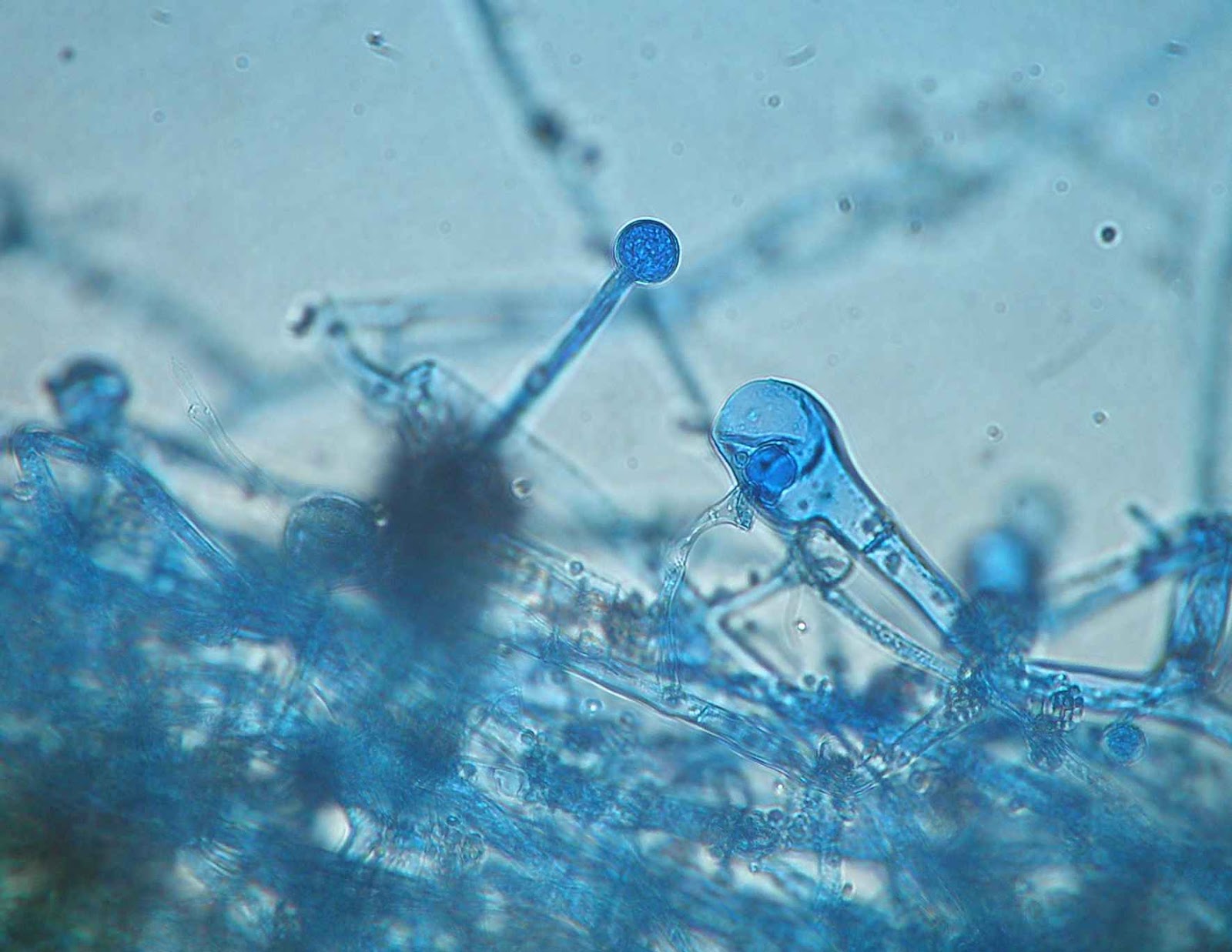 ATLAS MICOLOGIA: SYNCEPHALASTRUM RACEMOSUM