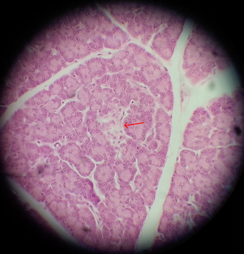 Duda's Epic Quest To Epicness: Histology of the Pancreas