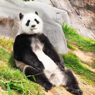 Giant Panda Animal Facts And Pictures | All Wildlife Photographs