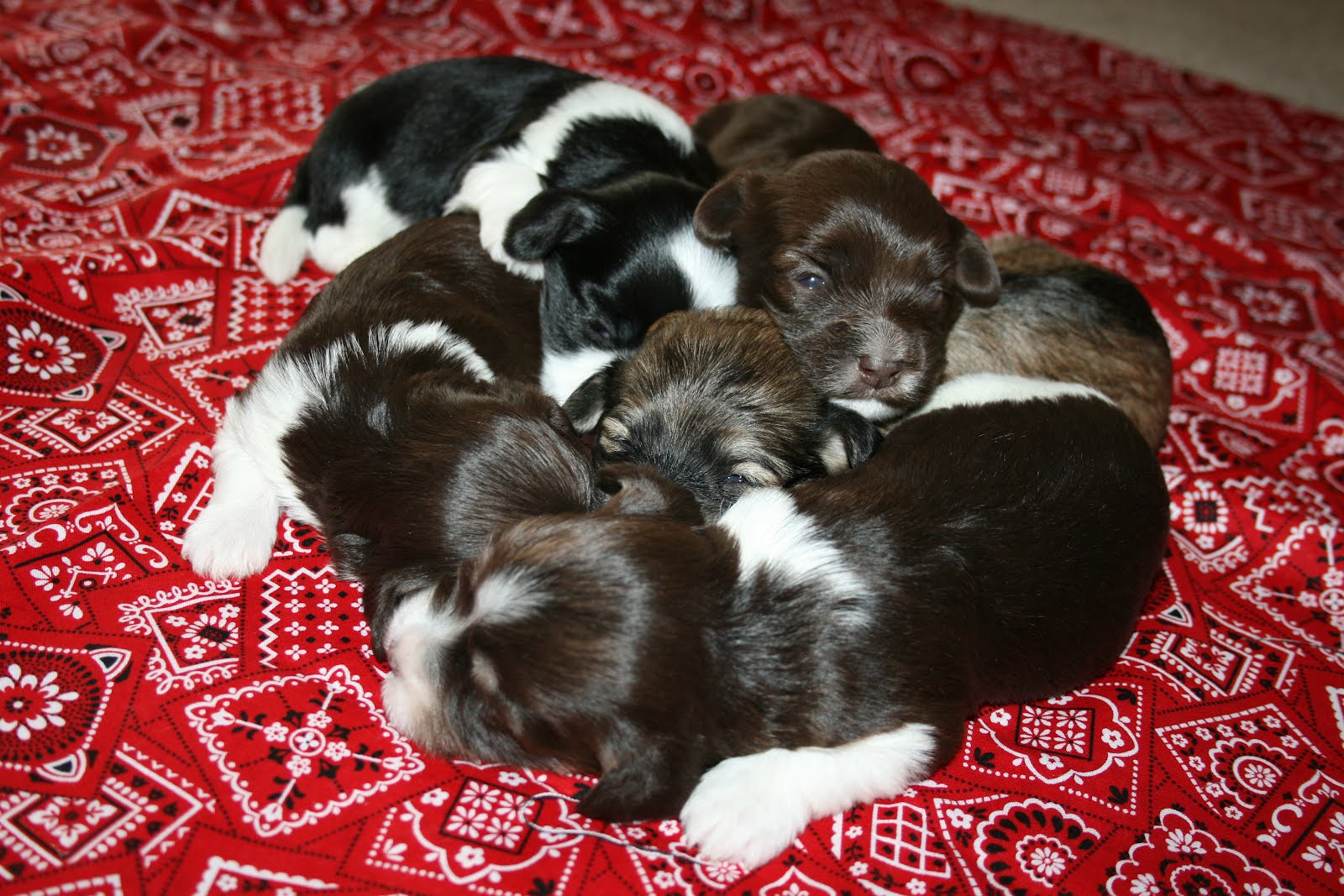 Available Puppies: Havanese puppies are 2 weeks old with their eyes open!!