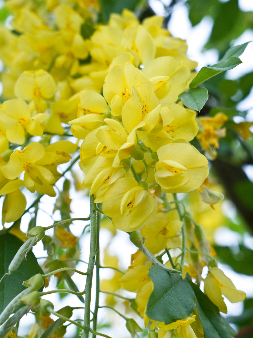 Green-Wood Cemetery Trees: Golden Chain Tree
