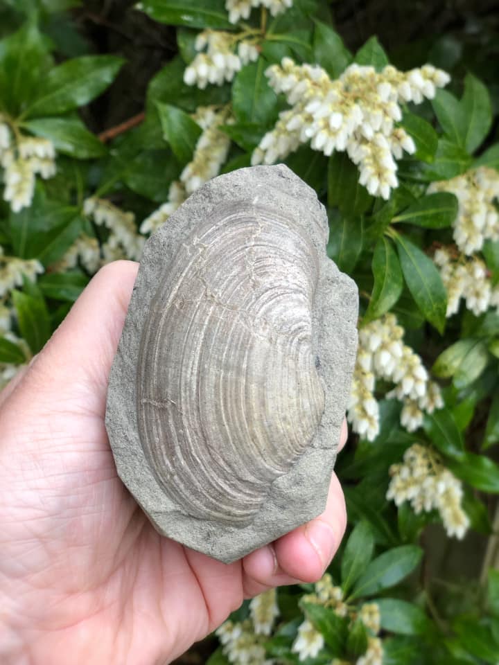 FOSSIL HUNTRESS: PANOPEA ABRUPTA