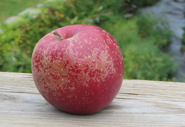 Redfield - Adam's Apples