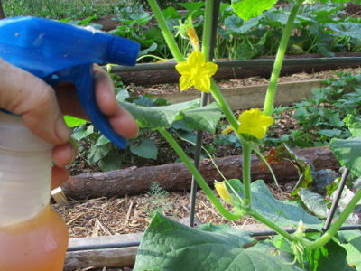 5 Acres & A Dream: Homemade Garden Bug Spray