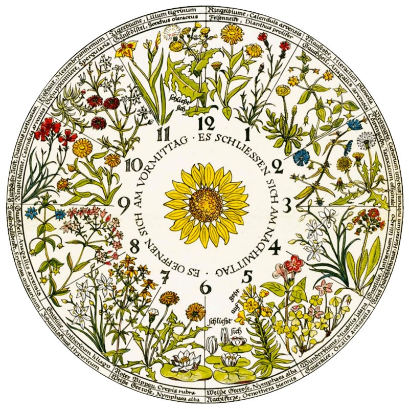 Malomil: Horologium florae. A hora das flores.