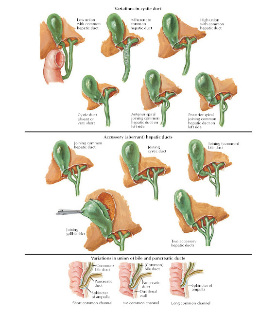 Variations in Cystic, Hepatic, and Pancreatic Ducts Anatomy - pediagenosis