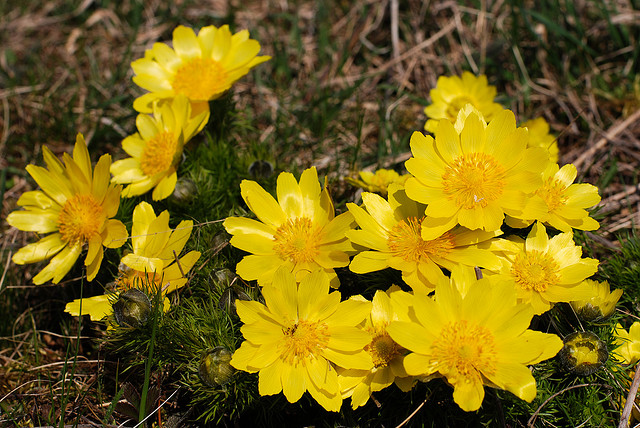 flowers for flower lovers.: Adonis flowers.