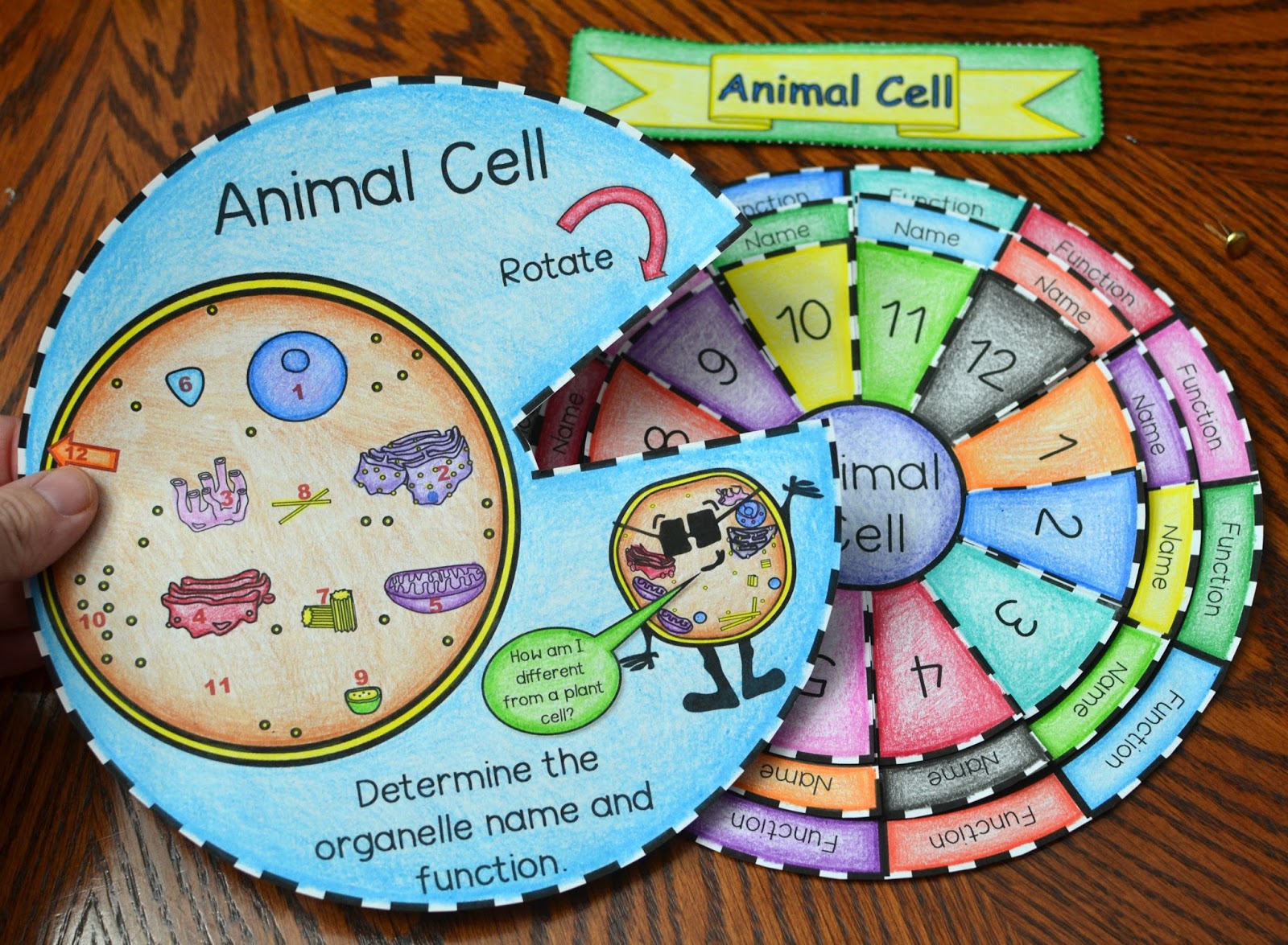 Math in Demand: Animal and Plant Cell Foldables