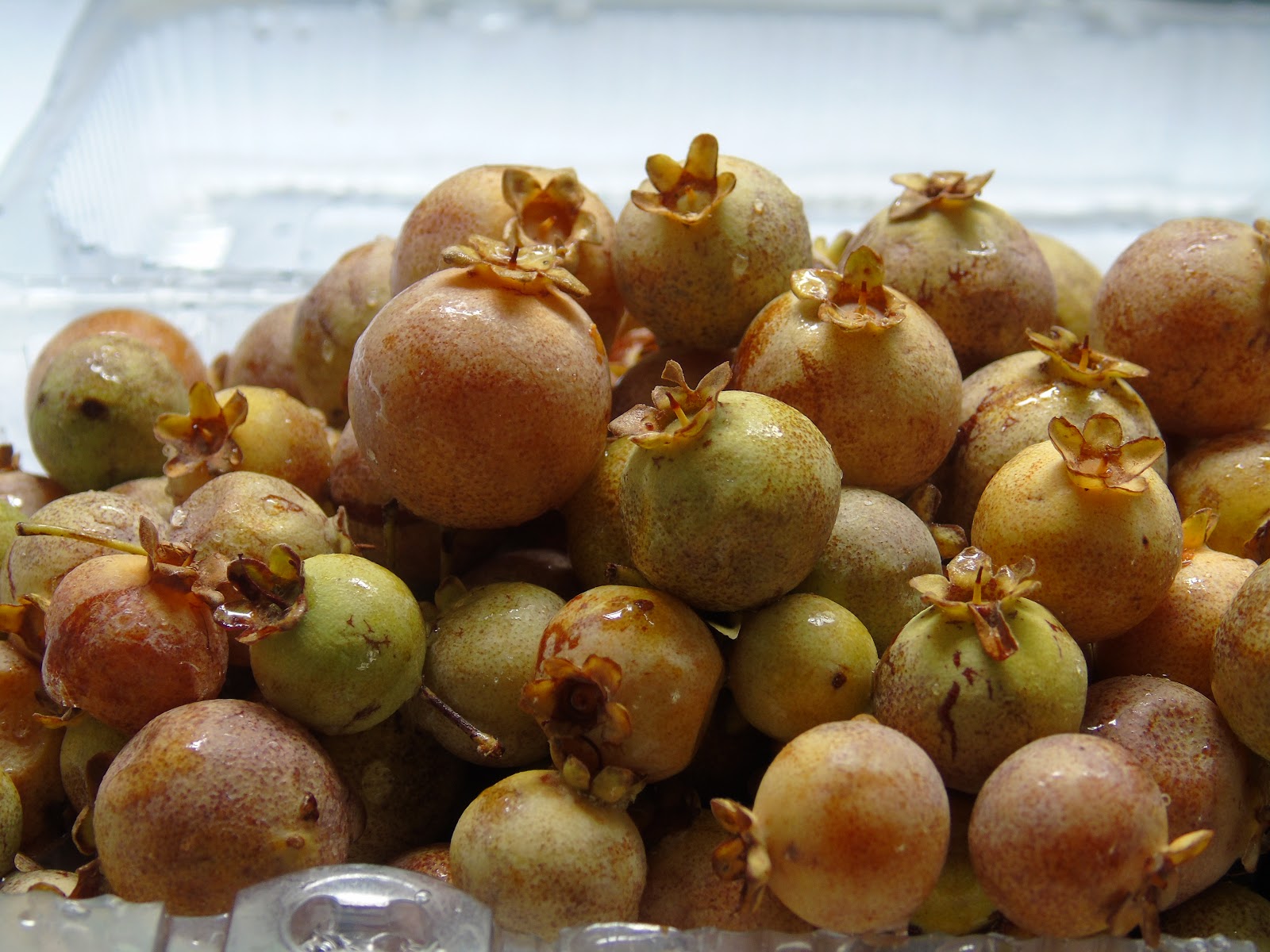 Guabiroba [Campomanesia xanthocarpa (Mart.) O.Berg] e Gabiroba ...