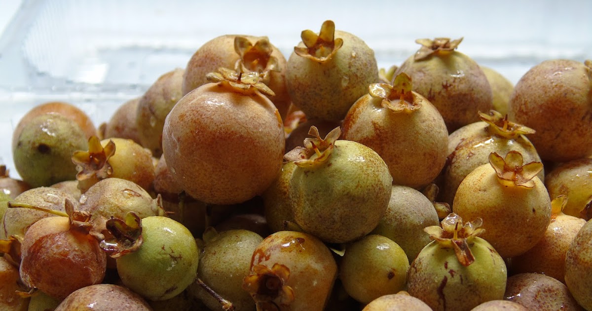 Guabiroba [Campomanesia xanthocarpa (Mart.) O.Berg] e Gabiroba ...