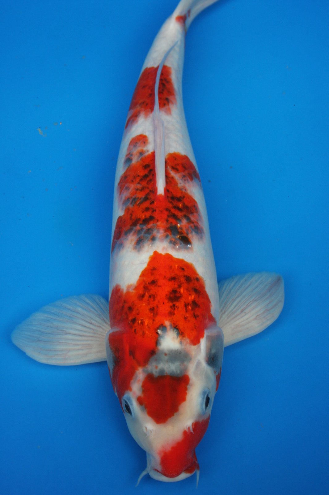 The Blackwater Blog: Unique and rare koi for sale Two year olds
