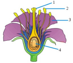 Perhatikan gambar bunga berikut! Bagian yang berfungsi sebagai alat ...