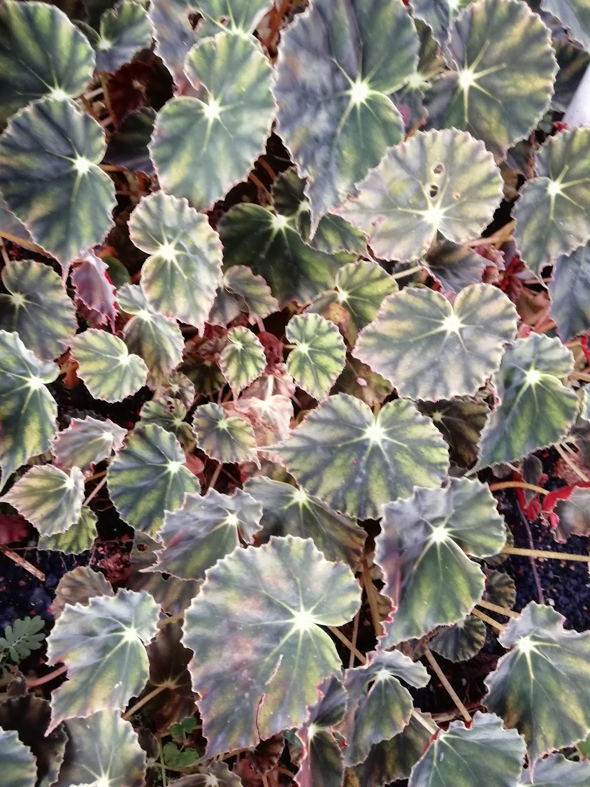 Garden Chronicles of James David: Begonia - mazae f nigricans (Updated ...