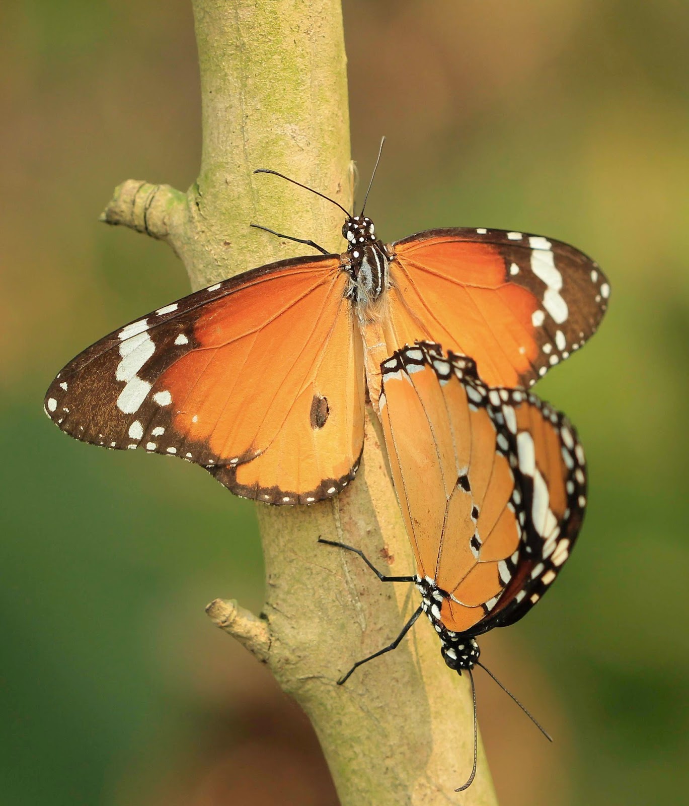 Butterflies of Vietnam: 230. Danaus chrysippus chrysippus (The Plain Tiger)