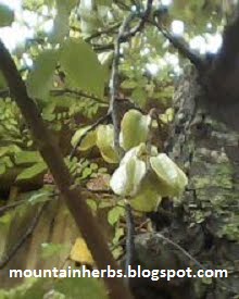 Philippine Herbal Medicine: Balimbing fruit benefits