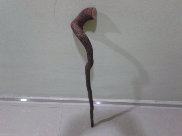 Tesis Aura: Tongkat Kayu Penunduk Merah@Gajah