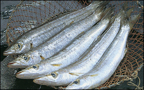 siebensamudera: Ikan Barakuda