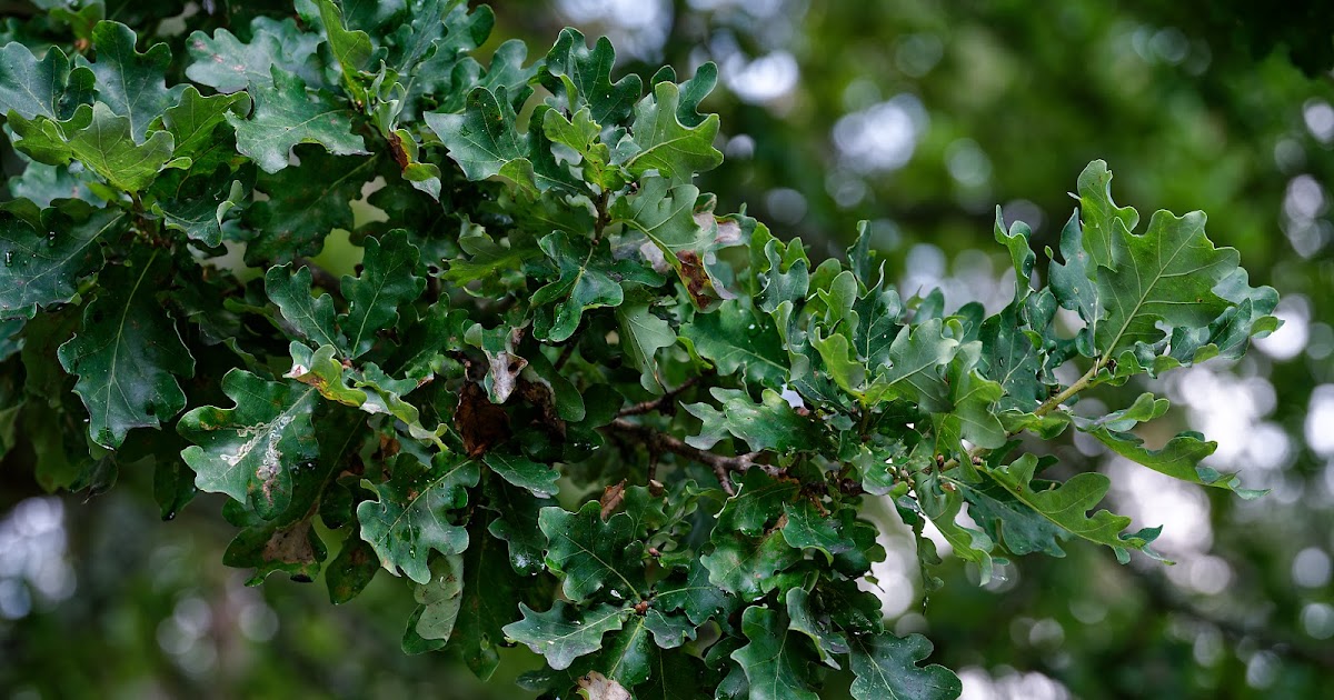 Träden - en del av livet: Ek