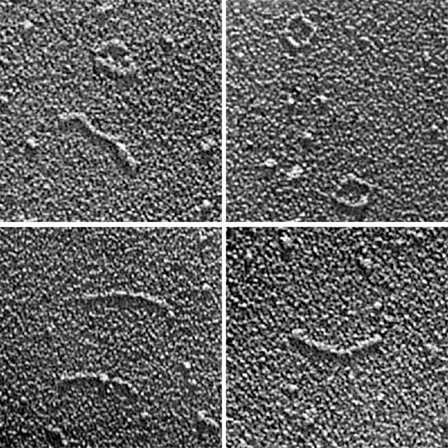 Plant Disease Inciting Agents