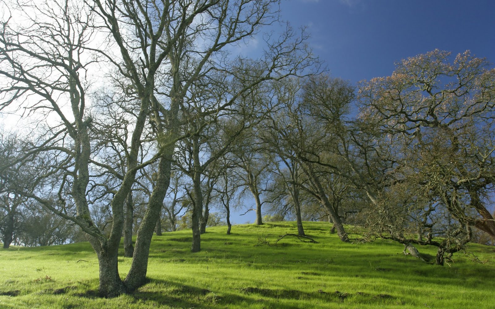 Trees without leaves nature green plain hd wallpaper ~ The Wallpaper ...