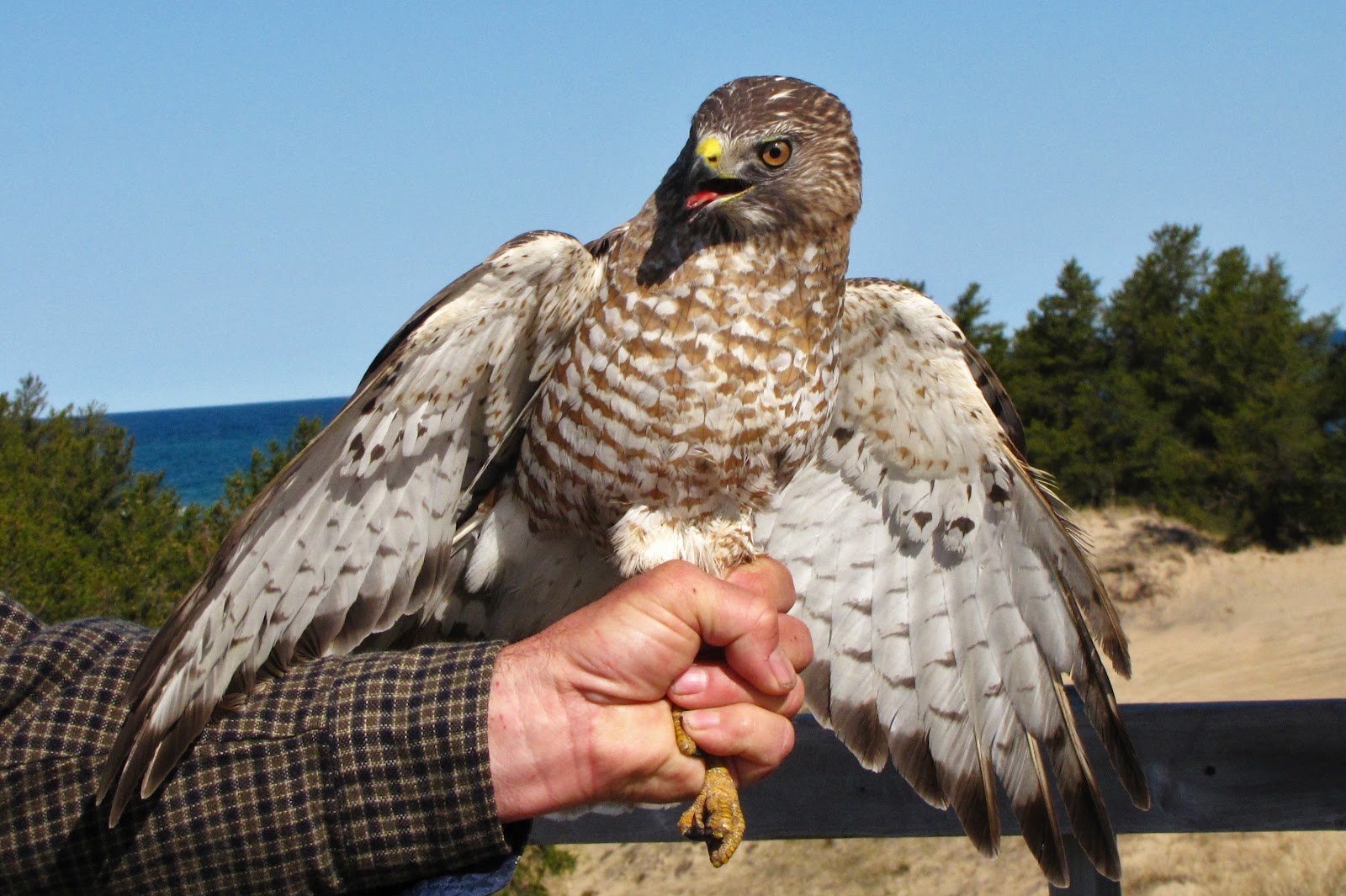 Boom Chachalaca: Up Close and Personal: Broad-winged Hawk