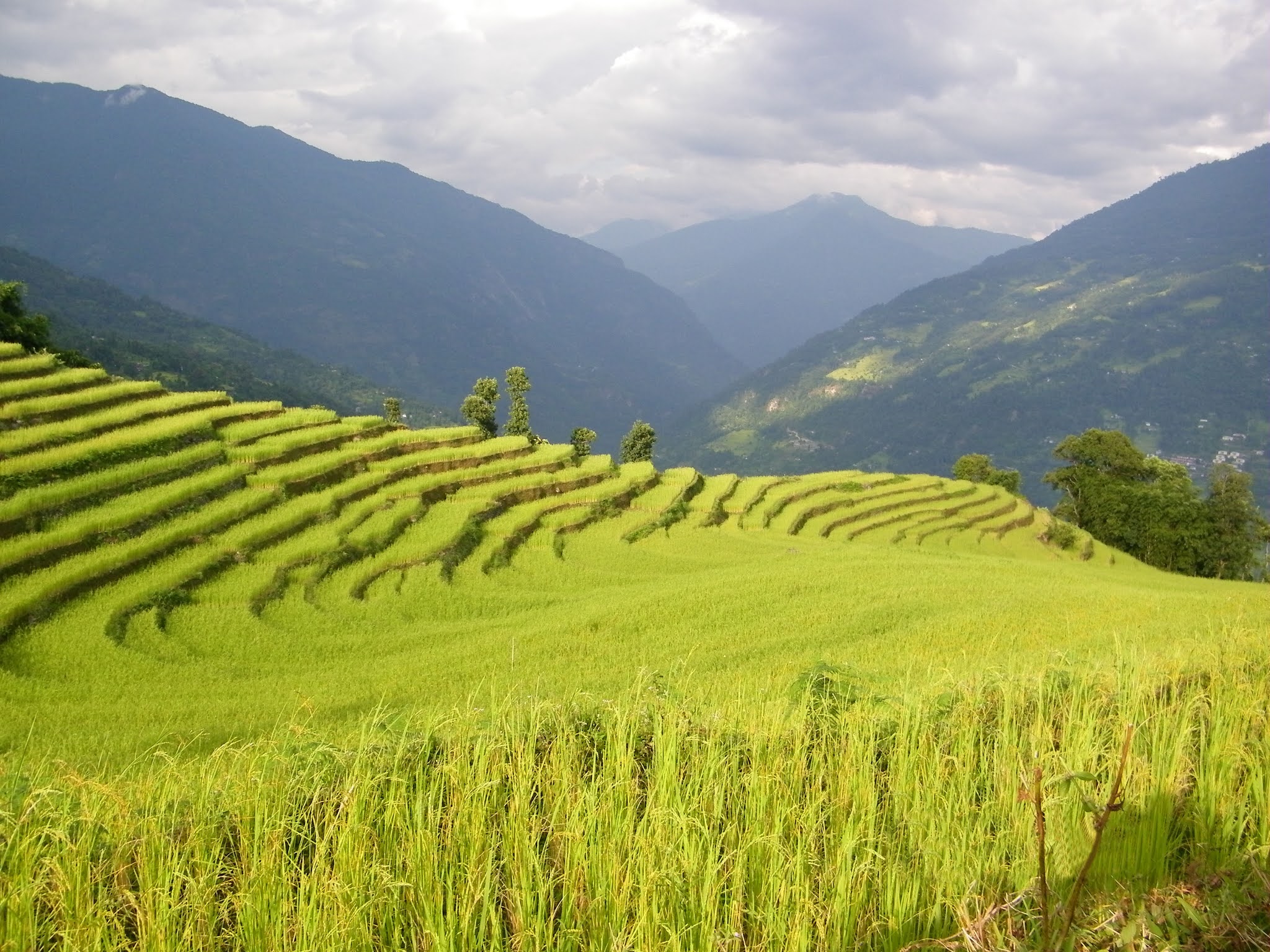 Sikkim the Valley of Rice: A footage of Agro-tourism in North East ...