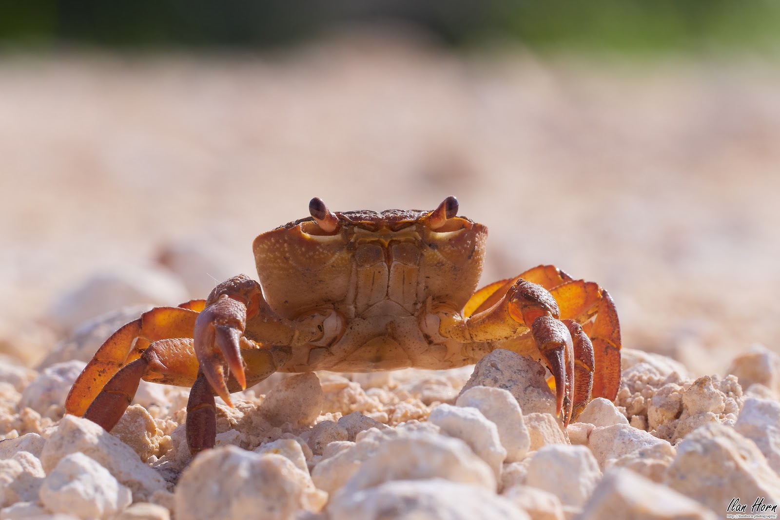 Back-lighted Crab