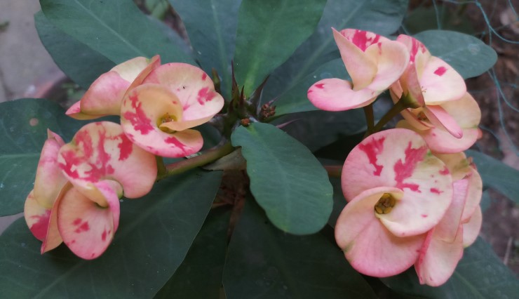 Christ thorn, also known as Christ plant