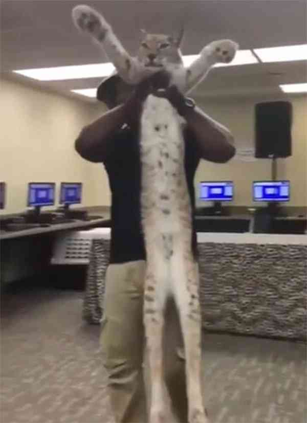 20 Incredible Photos Of Big-Sized Cats That Might Surprise You How Big ...