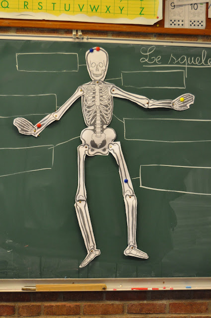 Année 2013-2014 : Classe de CE1/CE2: Le squelette Année 2013-2014 : Classe de CE1/CE2: Le squelette