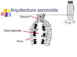 Phyllum Porifera: Tipos de Esponjas