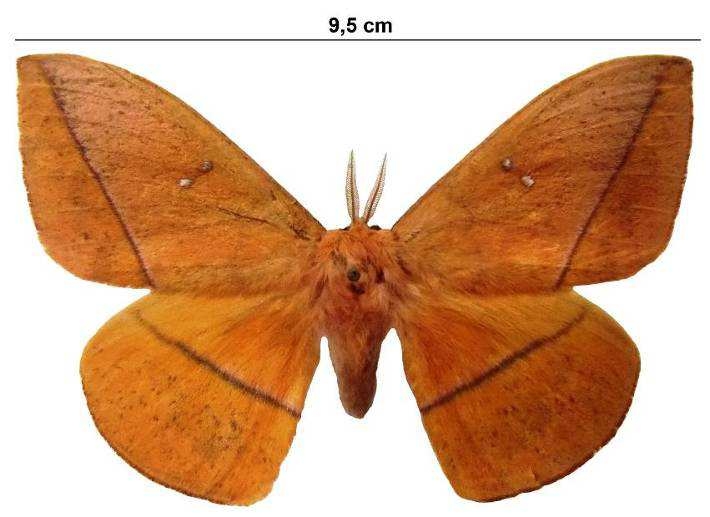 Blog do Ramon Lamar: Lagarta Lonomia é causadora de acidentes graves