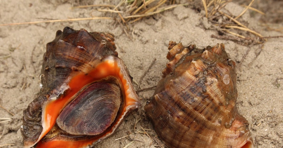 Variety of Life: Rapaninae